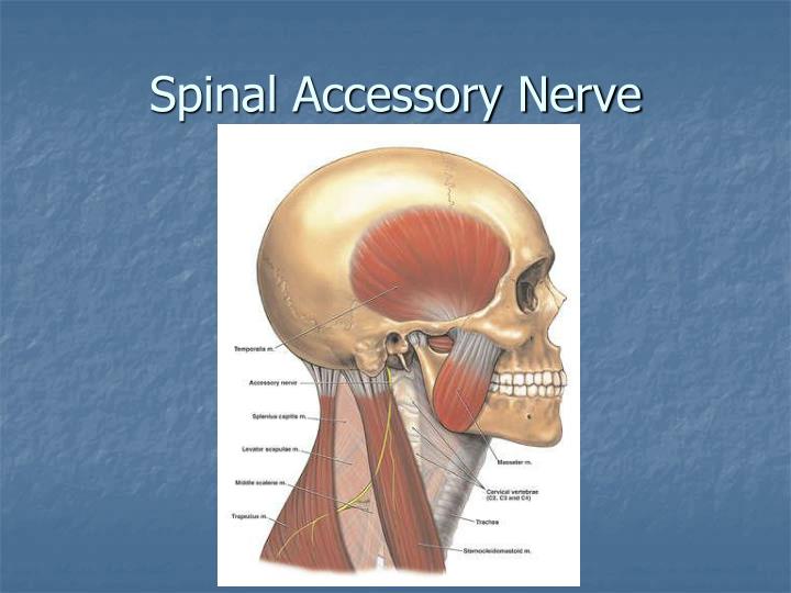 PPT - Clivus Bone Metastasis: Review of Cranial Nerves PowerPoint ...