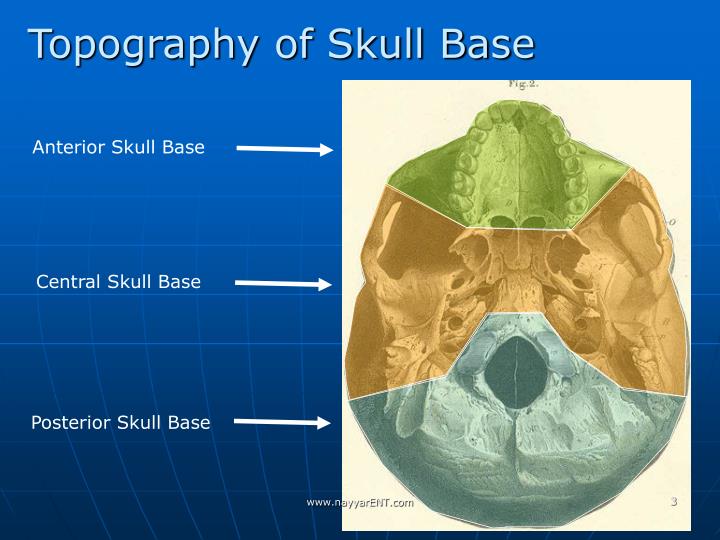 PPT - Surgical Anatomy of Skull Base PowerPoint Presentation - ID:3735856