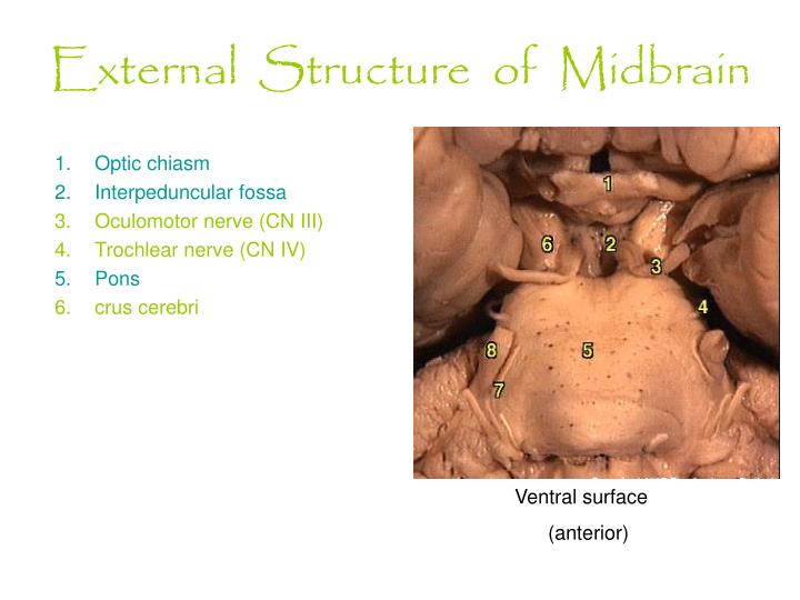 PPT - BRAINSTEM PowerPoint Presentation - ID:3735870