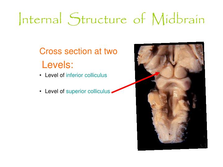 PPT - BRAINSTEM PowerPoint Presentation - ID:3735870