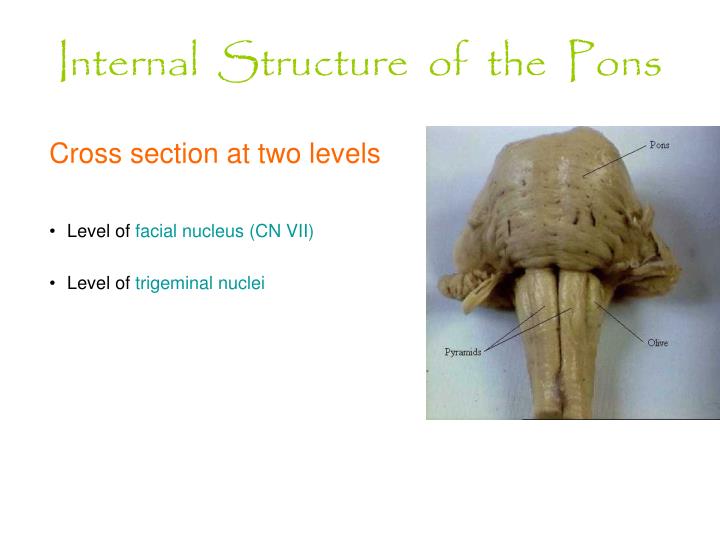 PPT - BRAINSTEM PowerPoint Presentation - ID:3735870