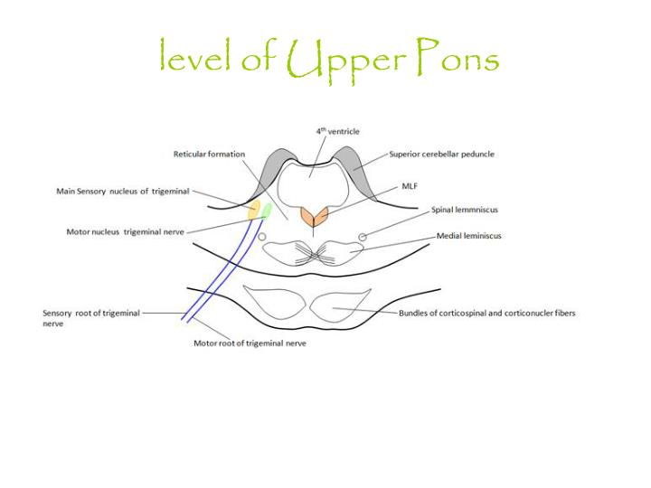 PPT - BRAINSTEM PowerPoint Presentation - ID:3735870