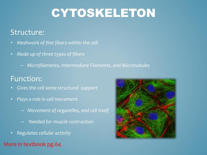 PPT - Cytoskeleton and Extracellular Matrix PowerPoint Presentation ...