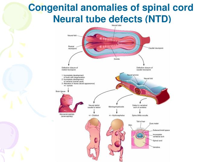PPT - The development of nervous system PowerPoint Presentation - ID ...