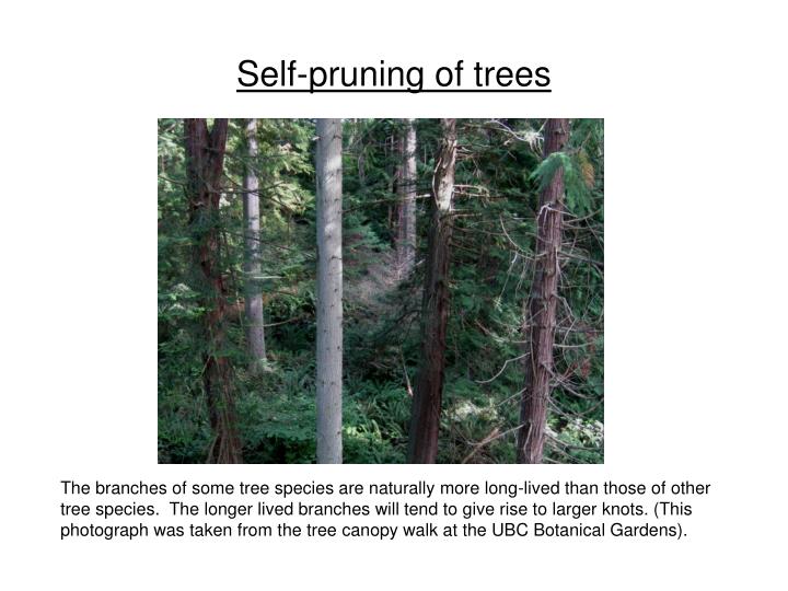 PPT - WOOD 280 – Macroscopic wood anatomy features PowerPoint ...