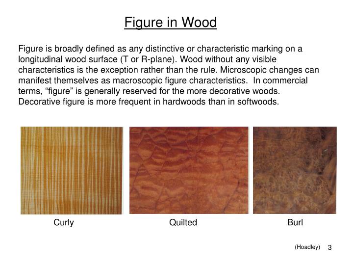 PPT - WOOD 280 – Macroscopic wood anatomy features PowerPoint ...