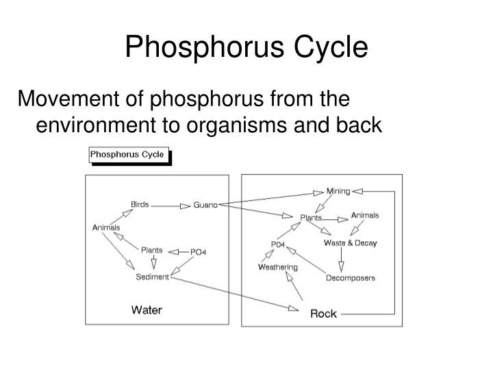 PPT - Cycling of Matter PowerPoint Presentation - ID:3737971