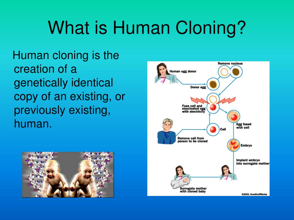 Ppt Introduction To Human Cloning Powerpoint Presentation Free