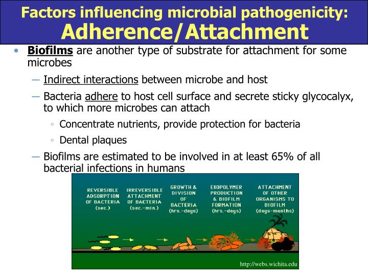 PPT - Chapter 15: Microbial Mechanisms of Pathogenicity PowerPoint ...