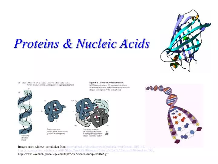 PPT - Proteins & Nucleic Acids PowerPoint Presentation, free download ... PPT - Proteins & Nucleic Acids PowerPoint Presentation, free download ...