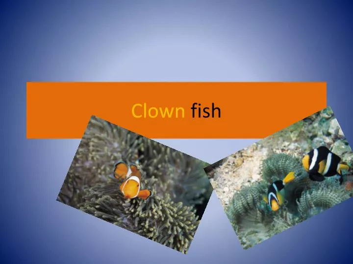 PPT - Clown fish PowerPoint Presentation, free download - ID:3739203