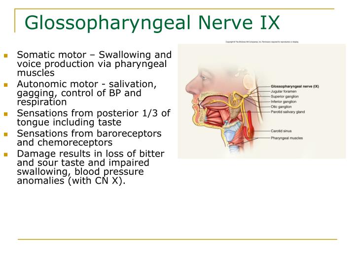 PPT - Cranial nerves PowerPoint Presentation - ID:3739925