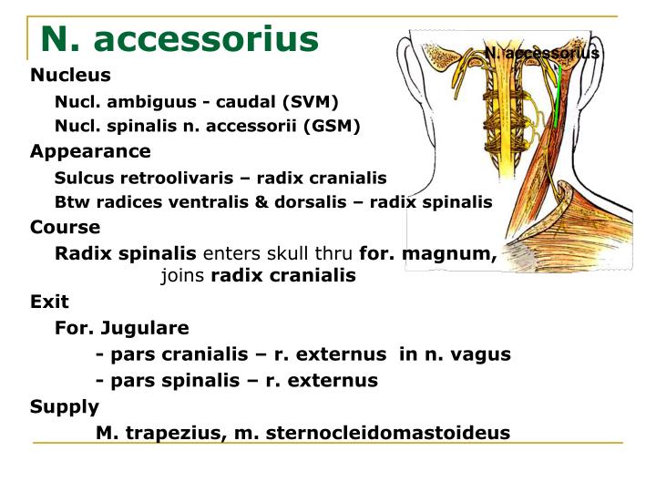 PPT - Cranial nerves PowerPoint Presentation - ID:3739925