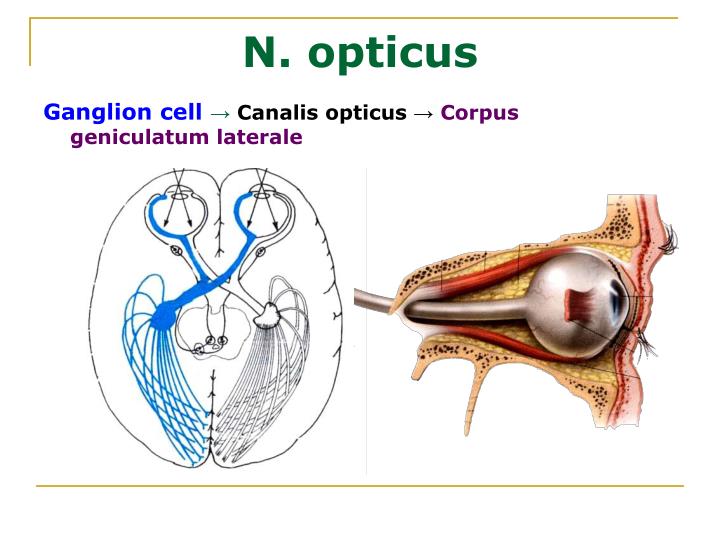 PPT - Cranial nerves PowerPoint Presentation - ID:3739925