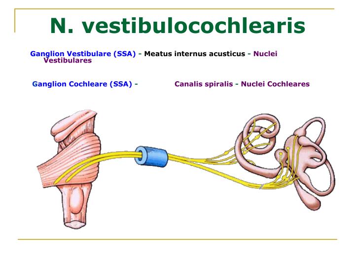 PPT - Cranial nerves PowerPoint Presentation - ID:3739925