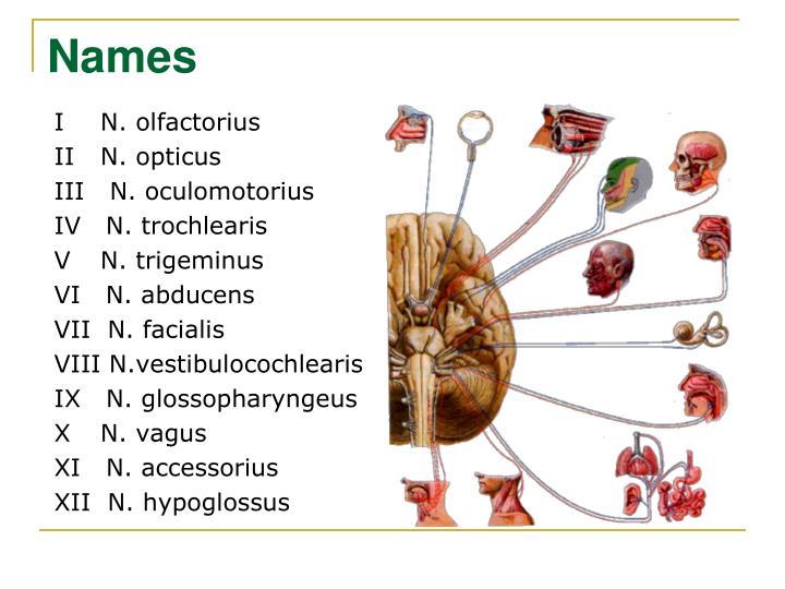 PPT - Cranial nerves PowerPoint Presentation - ID:3739925