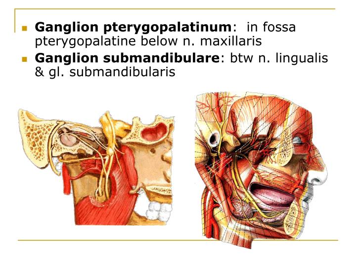 PPT - Cranial nerves PowerPoint Presentation - ID:3739925