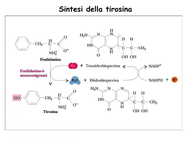 PPT - Sintesi della tirosina PowerPoint Presentation - ID:3741179