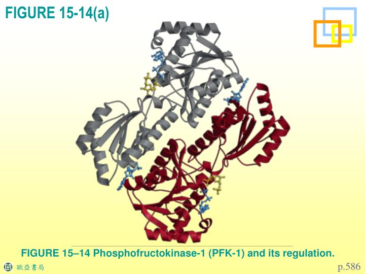 PPT - PRINCIPLES OF BIOCHEMISTRY PowerPoint Presentation - ID:3741660