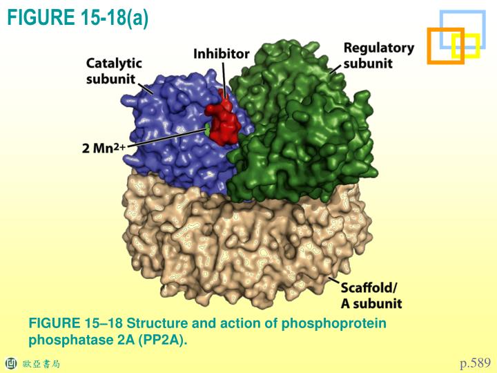 PPT - PRINCIPLES OF BIOCHEMISTRY PowerPoint Presentation - ID:3741660