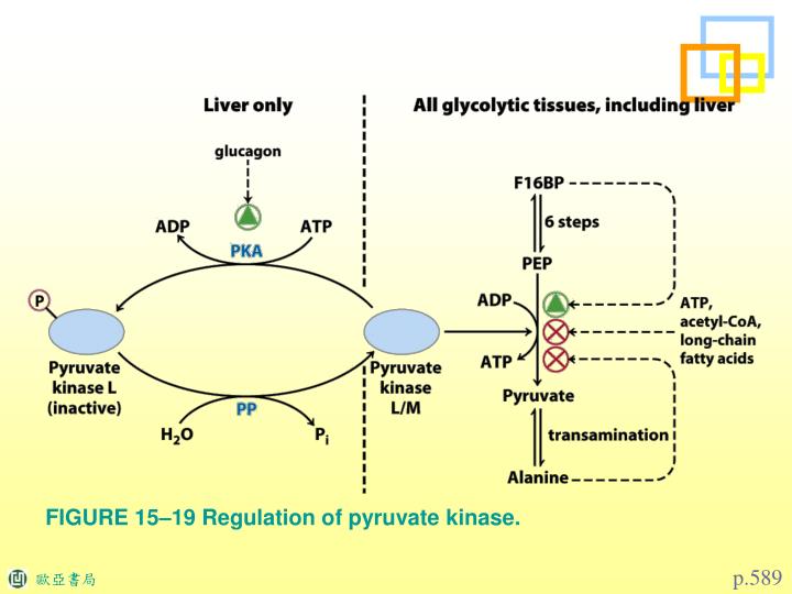 PPT - PRINCIPLES OF BIOCHEMISTRY PowerPoint Presentation - ID:3741660