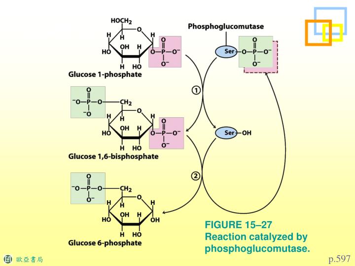 PPT - PRINCIPLES OF BIOCHEMISTRY PowerPoint Presentation - ID:3741660