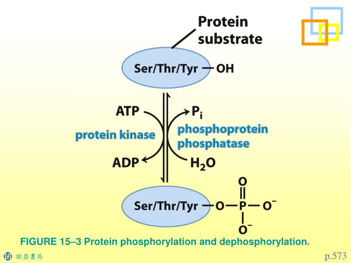 PPT - PRINCIPLES OF BIOCHEMISTRY PowerPoint Presentation - ID:3741660