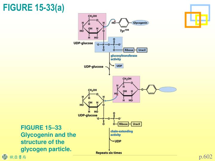 PPT - PRINCIPLES OF BIOCHEMISTRY PowerPoint Presentation - ID:3741660