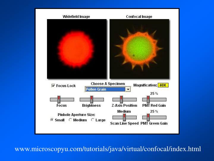 PPT - Confocal Microscopy PowerPoint Presentation - ID:3742768