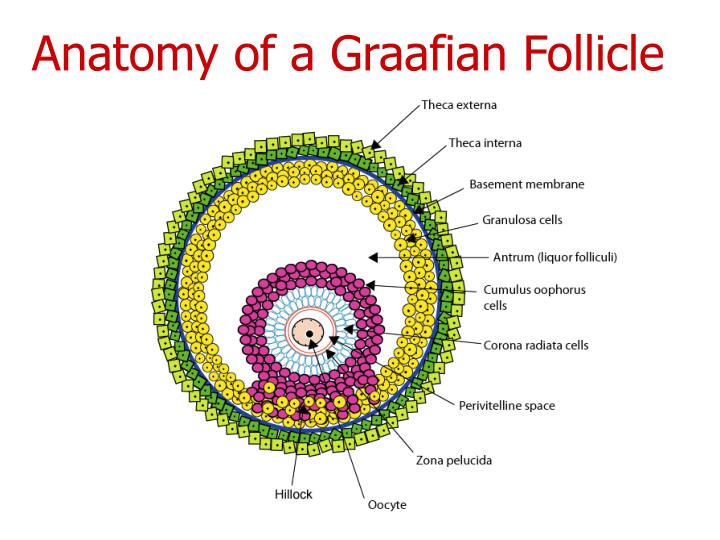 PPT - Microscopic Female Anatomy PowerPoint Presentation - ID:3742926