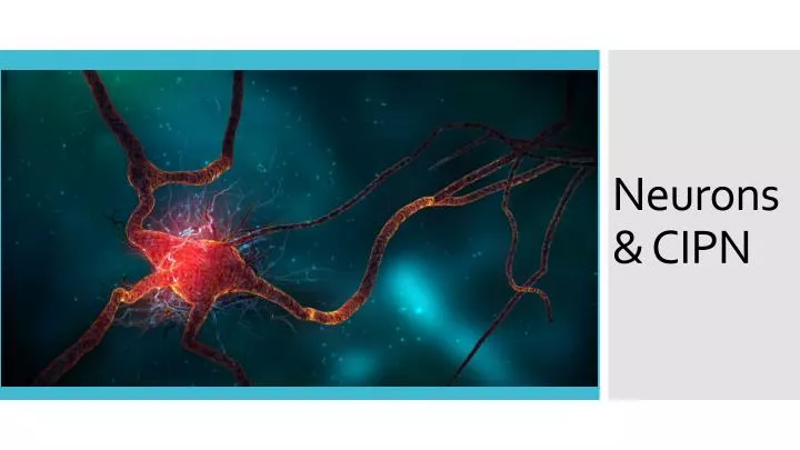 PPT - Neurons & CIPN PowerPoint Presentation, free download - ID:3744347