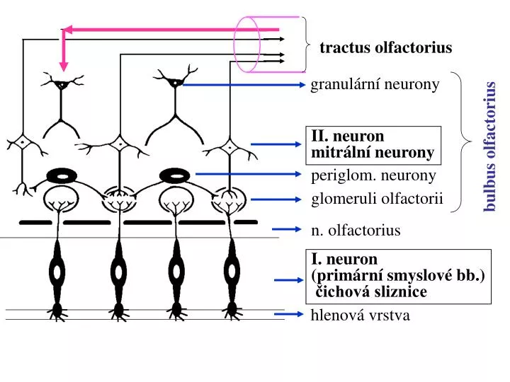 PPT - I. neuron (primární smyslové bb.) čichová sliznice PowerPoint ...