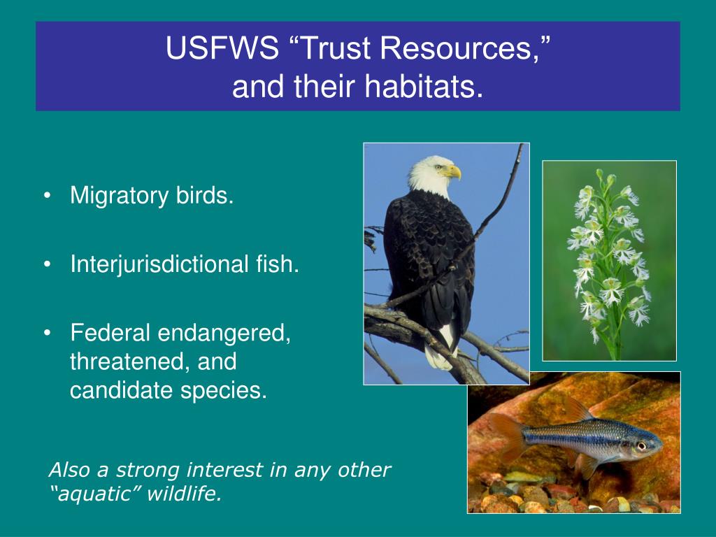 PPT - Funding Available Through the US Fish & Wildlife Service, and ...