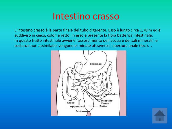 PPT - Apparato Digerente PowerPoint Presentation - ID:3745692