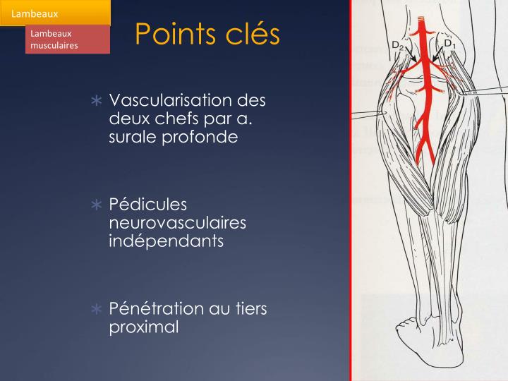 PPT - CAT devant une nécrose cutanée PowerPoint Presentation - ID:3746838