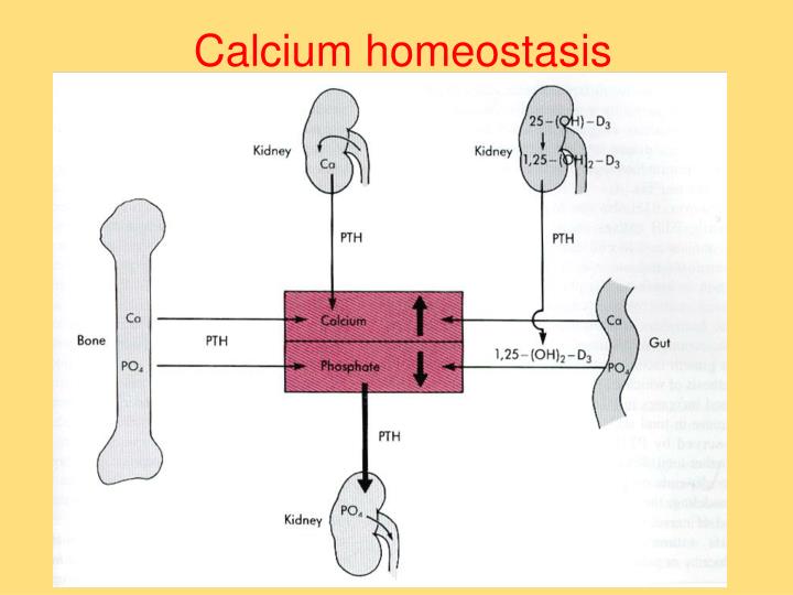 PPT - Calcium Homeostasis: Parathyroid Hormone, Calcitonin and Vitamin ...