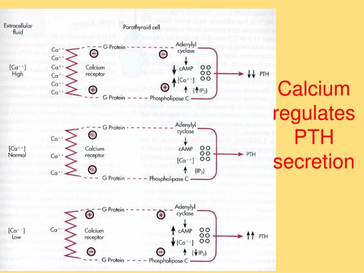 PPT - Calcium Homeostasis: Parathyroid Hormone, Calcitonin and Vitamin ...