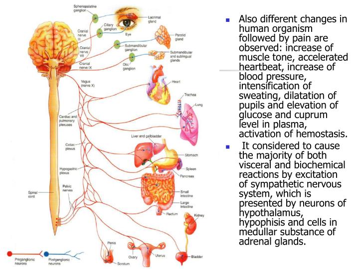 PPT - Nociceptive sensation. PowerPoint Presentation - ID:3747968