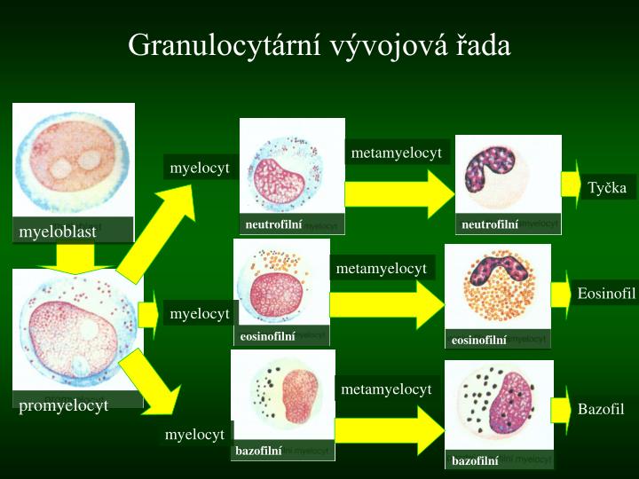 PPT - Diferenciální rozpočet bílých krvinek = procentuální zastoupení ...