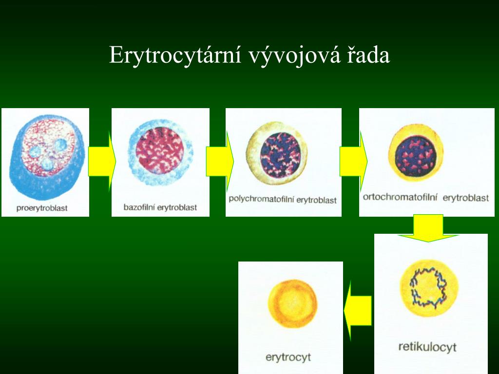 PPT - Diferenciální rozpočet bílých krvinek = procentuální zastoupení ...