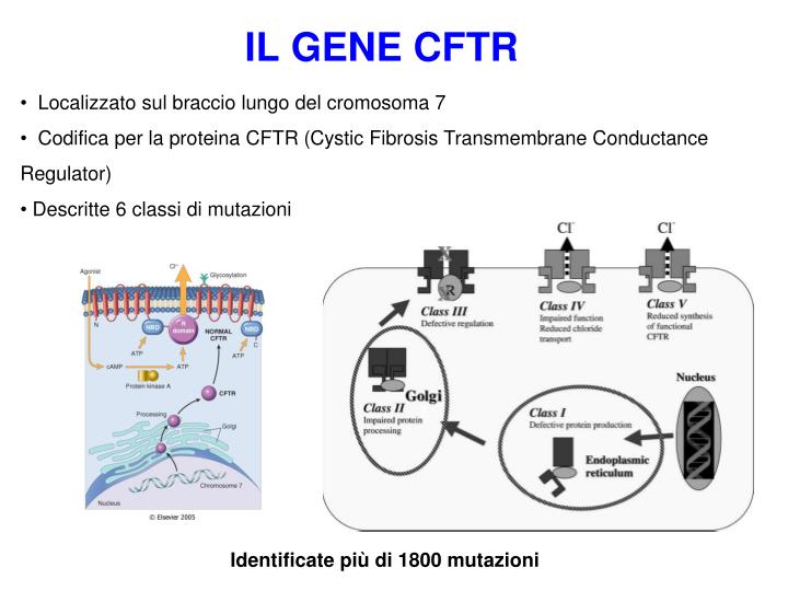 PPT - PANCREATITE ACUTA RICORRENTE E MUTAZIONI CFTR PowerPoint ...