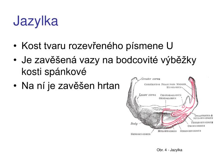 PPT - Lidská kostra – 2. část PowerPoint Presentation - ID:3750854