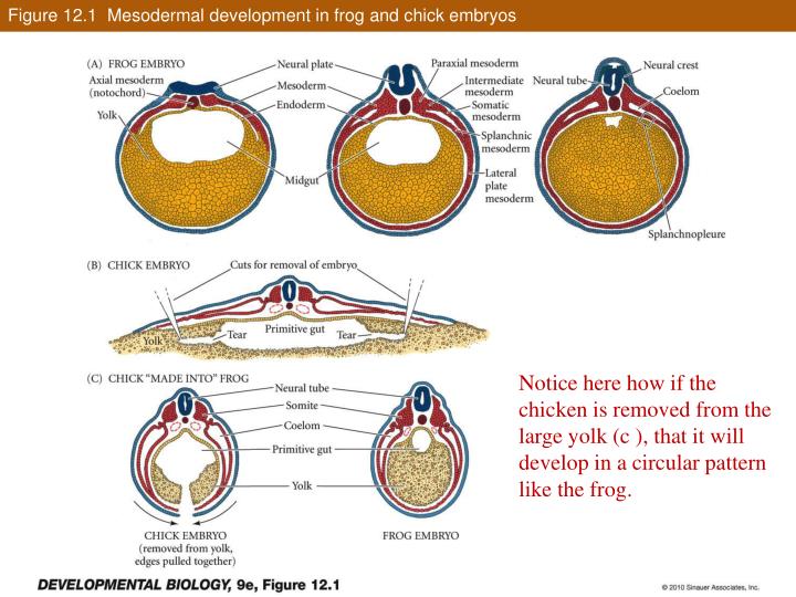 PPT - Lateral Plate Mesoderm and Endoderm PowerPoint Presentation - ID ...