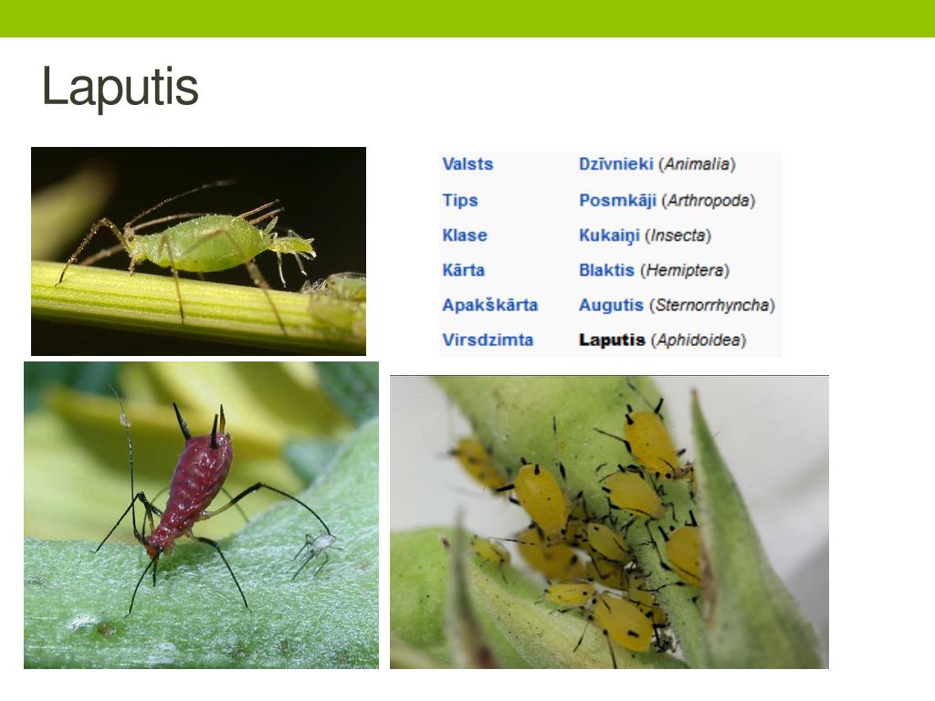 PPT - Laputu apkarošana izmantojot mārītes PowerPoint Presentation ...