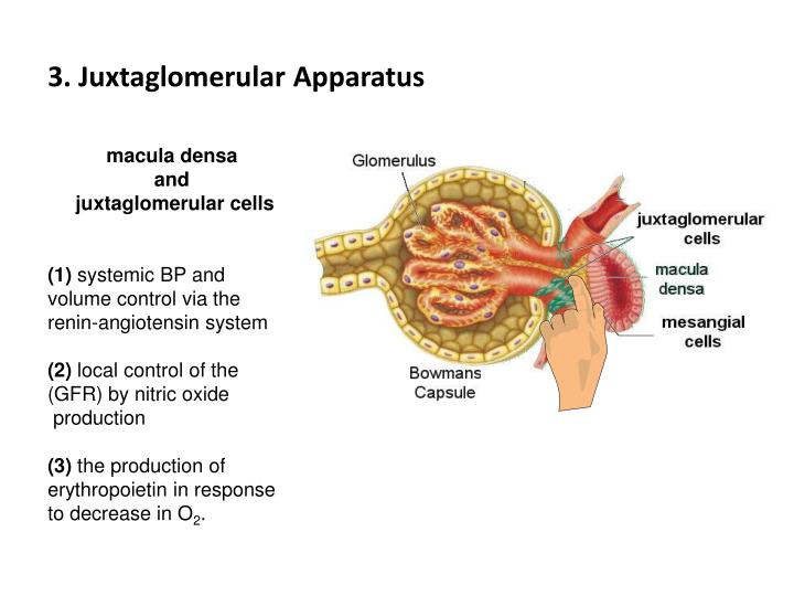 PPT - Peritoneal Dialysis PowerPoint Presentation - ID:3754765