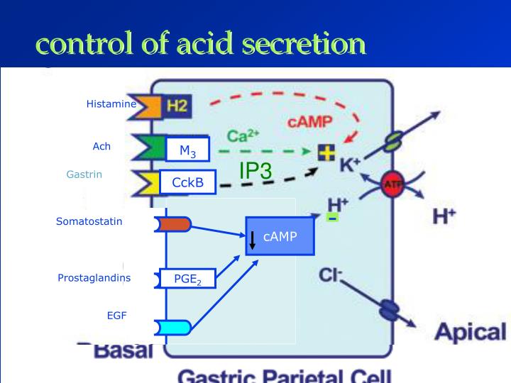 PPT - Digestive Physiology PowerPoint Presentation - ID:3755584