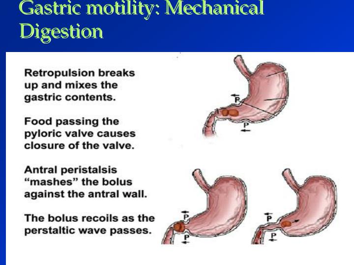 PPT - Digestive Physiology PowerPoint Presentation - ID:3755584