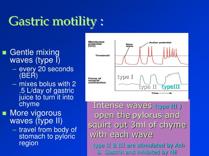 PPT - Digestive Physiology PowerPoint Presentation - ID:3755584