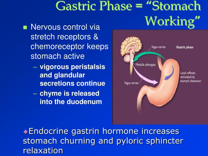PPT - Digestive Physiology PowerPoint Presentation - ID:3755584