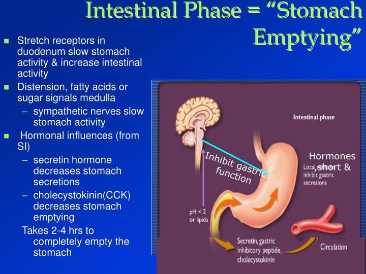 PPT - Digestive Physiology PowerPoint Presentation - ID:3755584